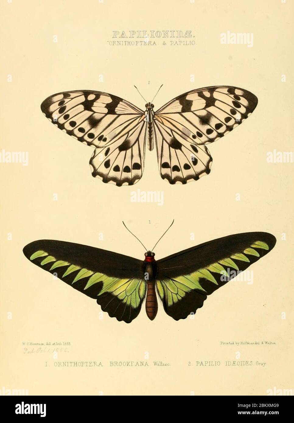 Illustrations of new species of exotic butterflies Ornithoptera ...