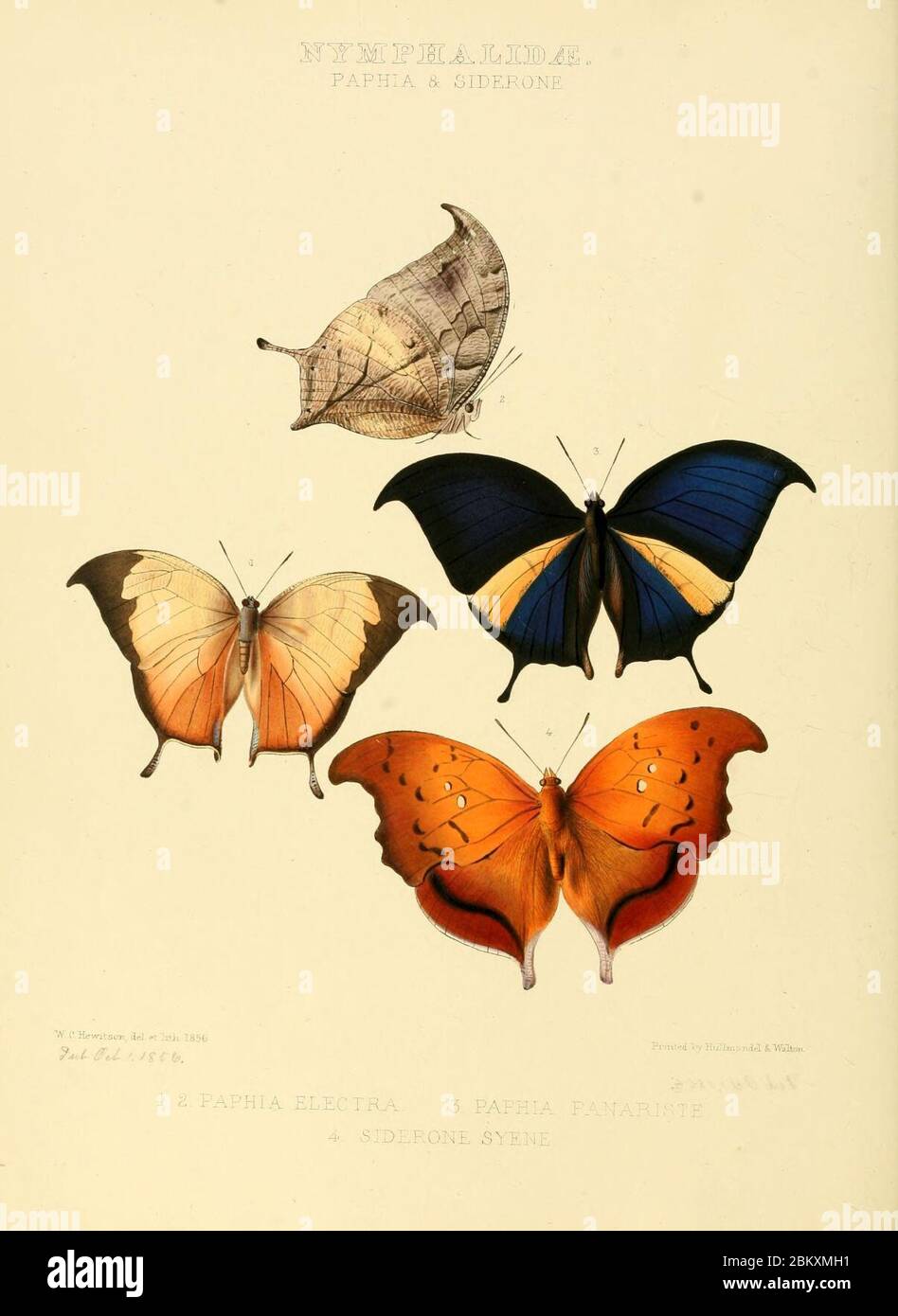 Illustrations of new species of exotic butterflies Paphia & Siderone ...