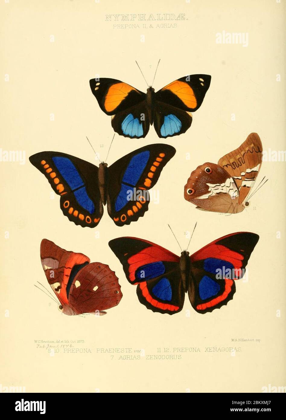 Illustrations of new species of exotic butterflies Prepona II & Agrias ...