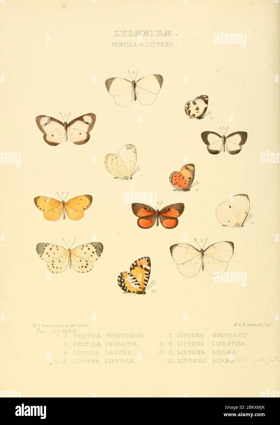 Illustrations of new species of exotic butterflies Pentila & Liptena ...