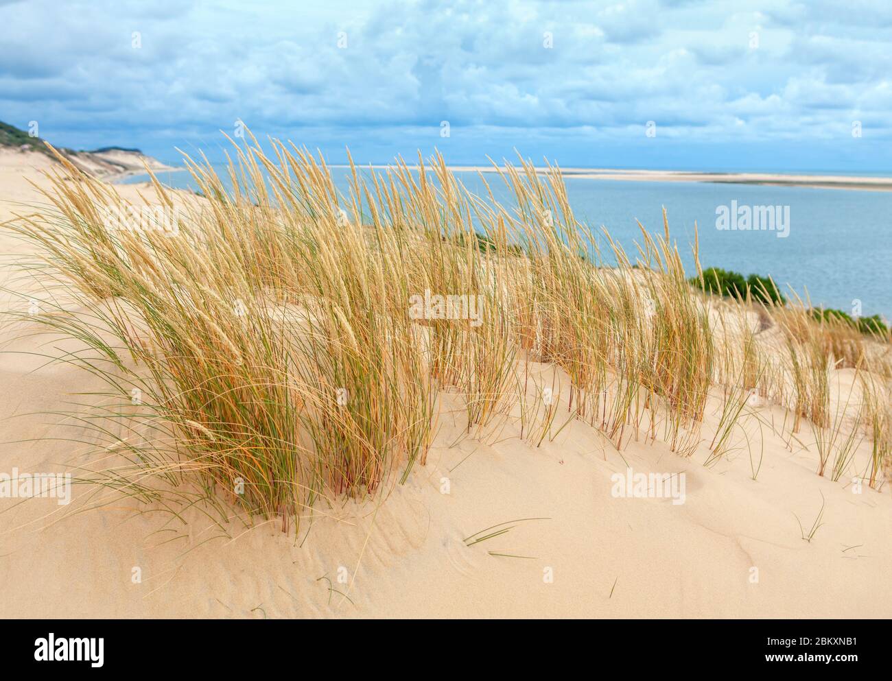 dry grass growing at the sandy wild beach Stock Photo - Alamy