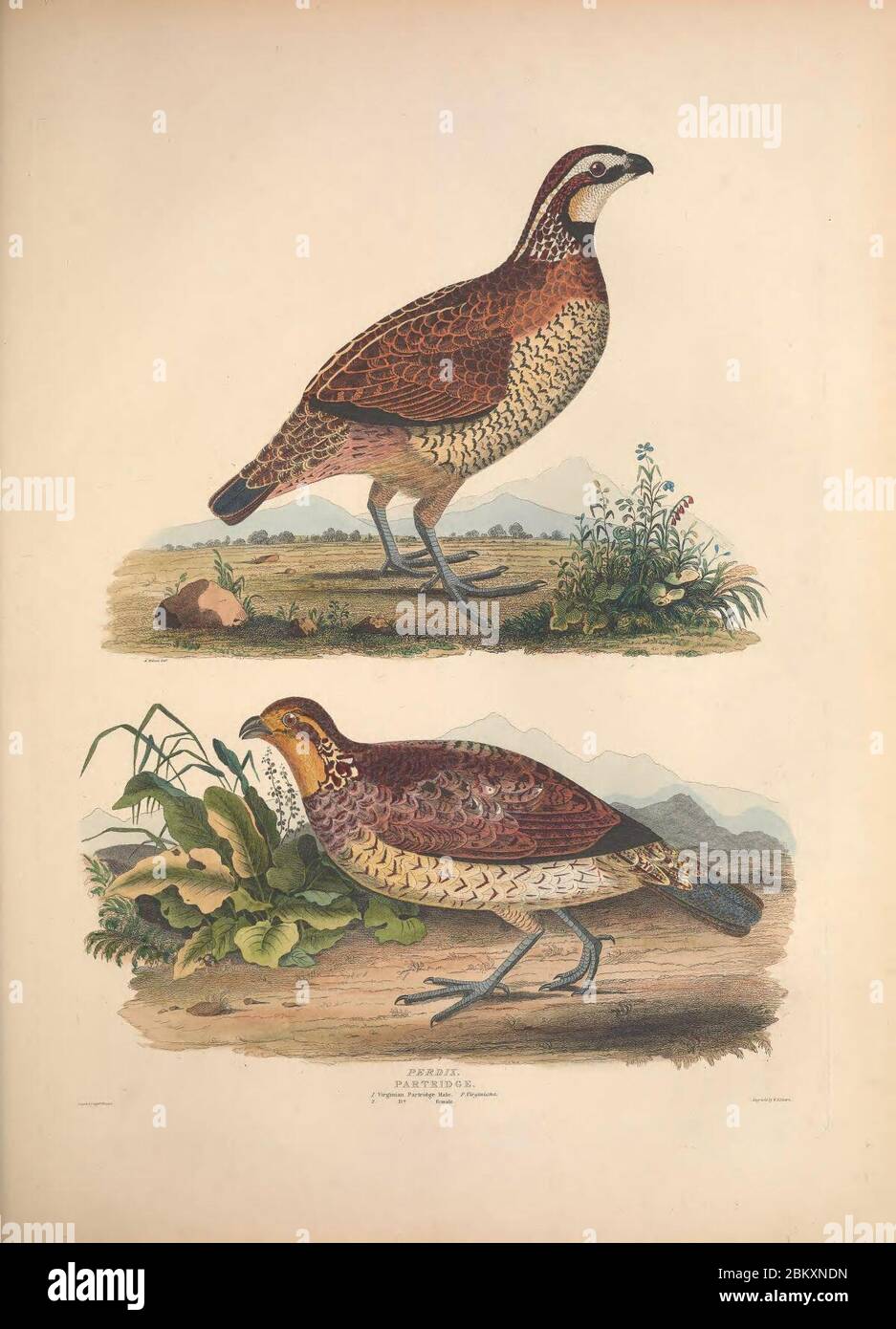 Alexander wilson ornithology hi-res stock photography and images - Alamy