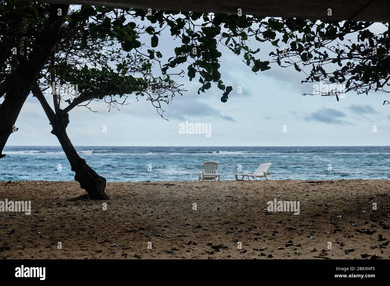 Snail on a diagonal tree trunk with a blurred background Stock Photo ...