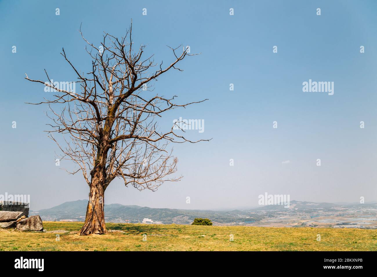Lonely tree at Jukjusanseong mountain fortress in Anseong, Korea Stock ...