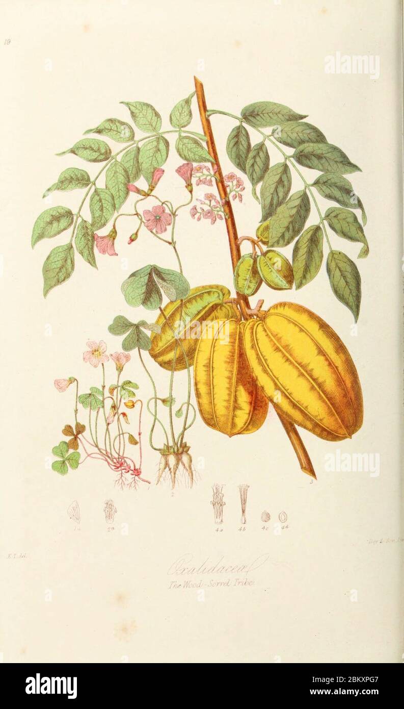 Illustrations of the natural orders of plants with groups and ...