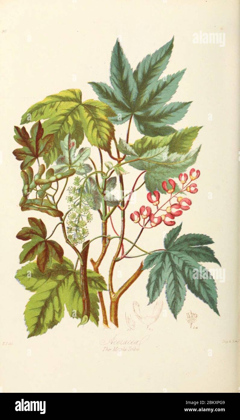 Illustrations of the natural orders of plants with groups and ...