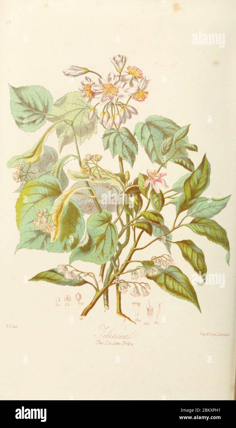 Illustrations of the natural orders of plants with groups and ...