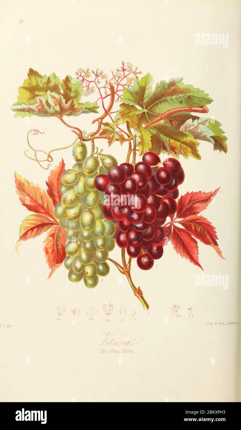 Illustrations of the natural orders of plants with groups and ...