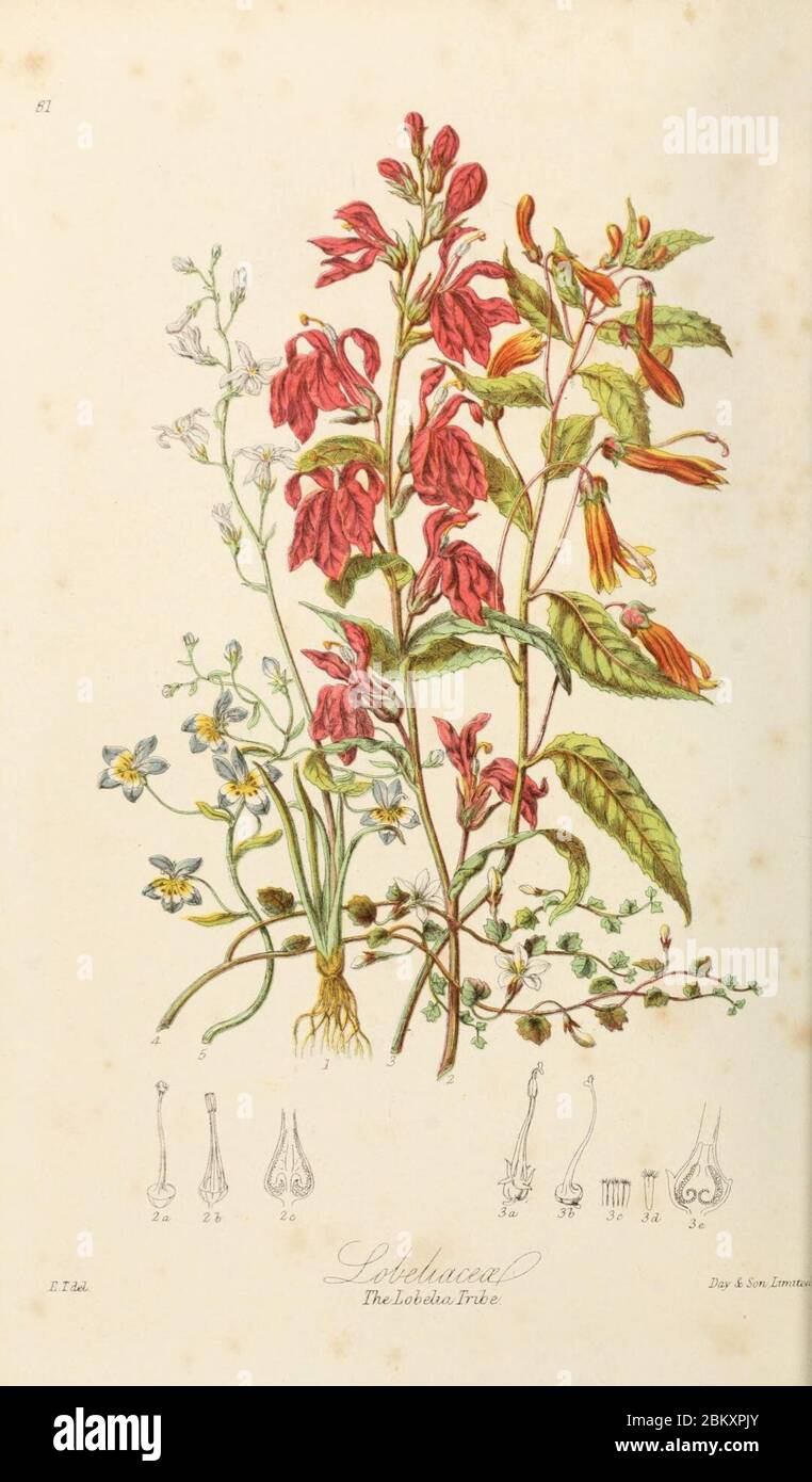 Illustrations of the natural orders of plants with groups and ...