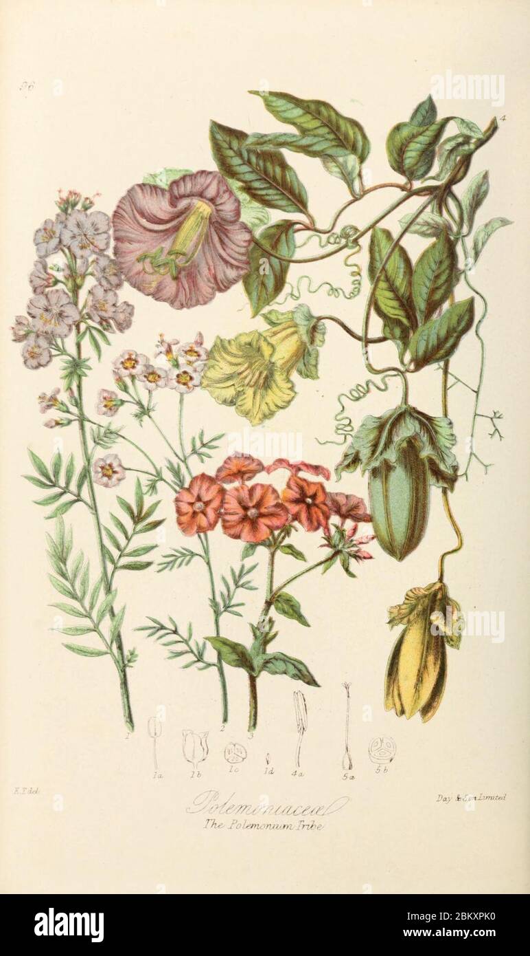 Illustrations of the natural orders of plants with groups and ...