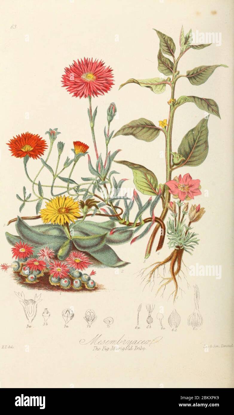 Illustrations of the natural orders of plants with groups and ...