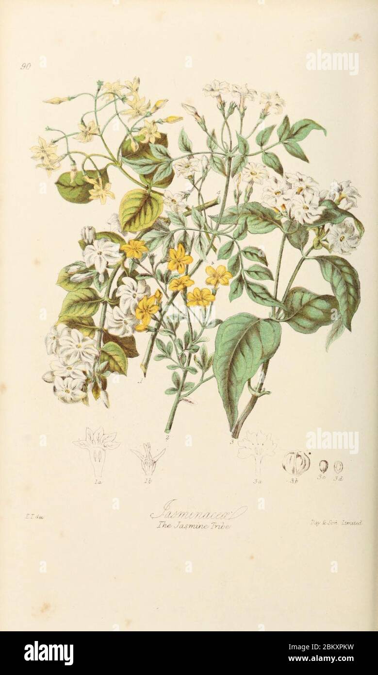 Illustrations of the natural orders of plants with groups and ...