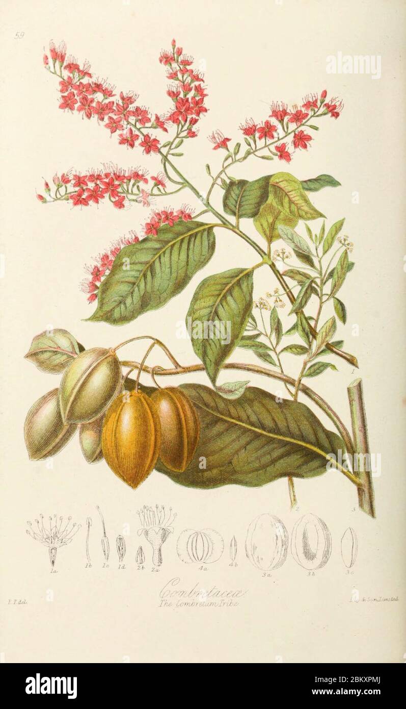 Illustrations of the natural orders of plants with groups and ...