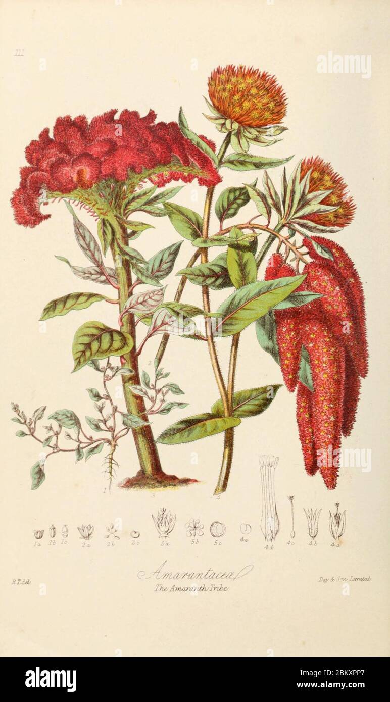 Illustrations of the natural orders of plants with groups and ...