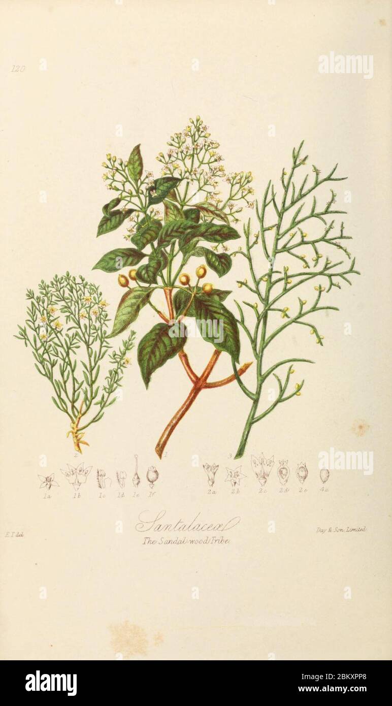 Illustrations of the natural orders of plants with groups and ...