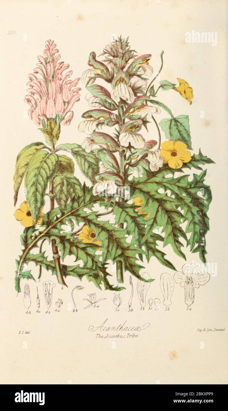 Illustrations of the natural orders of plants with groups and ...