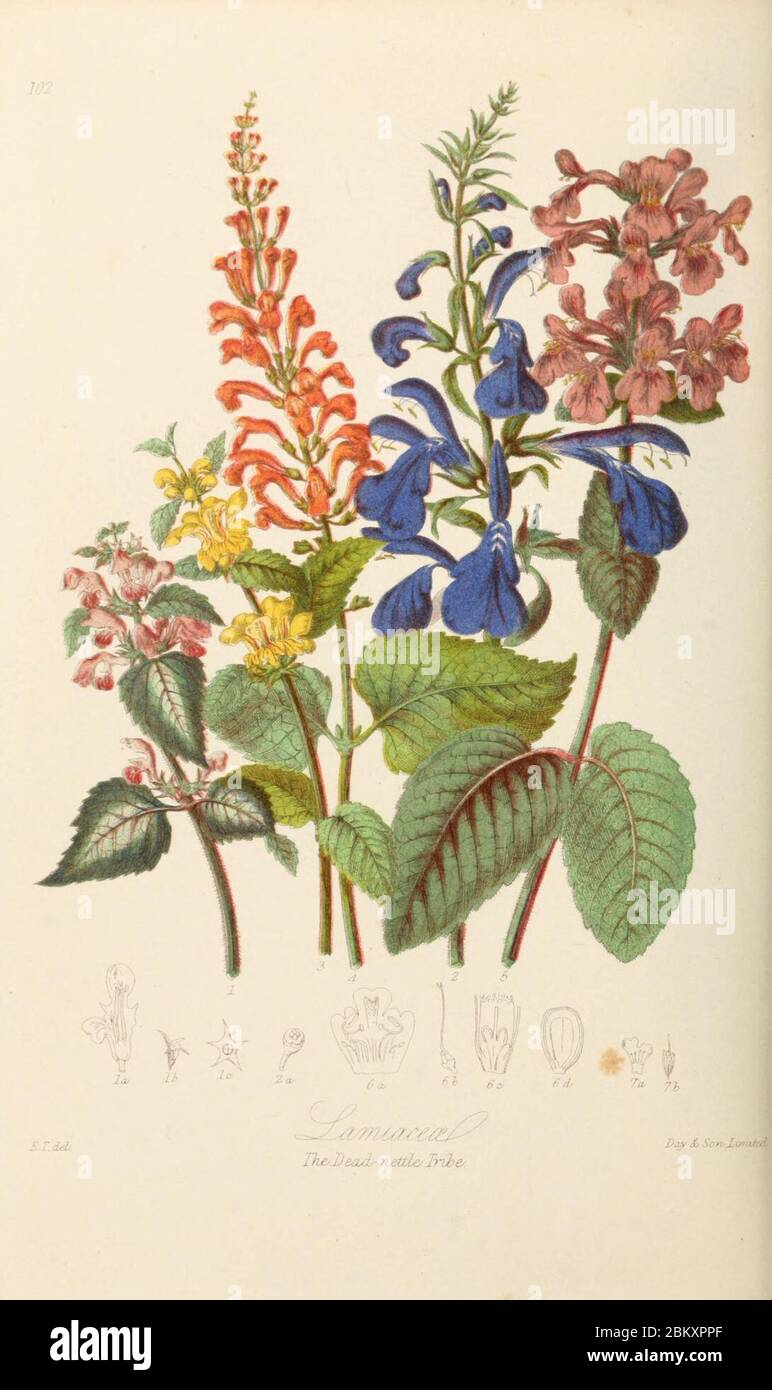 Illustrations of the natural orders of plants with groups and ...
