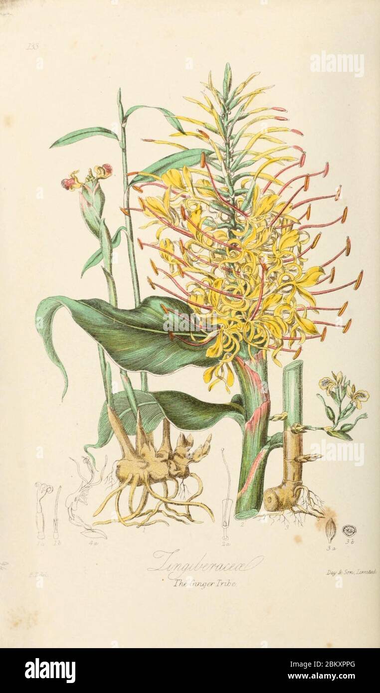 Illustrations of the natural orders of plants with groups and ...
