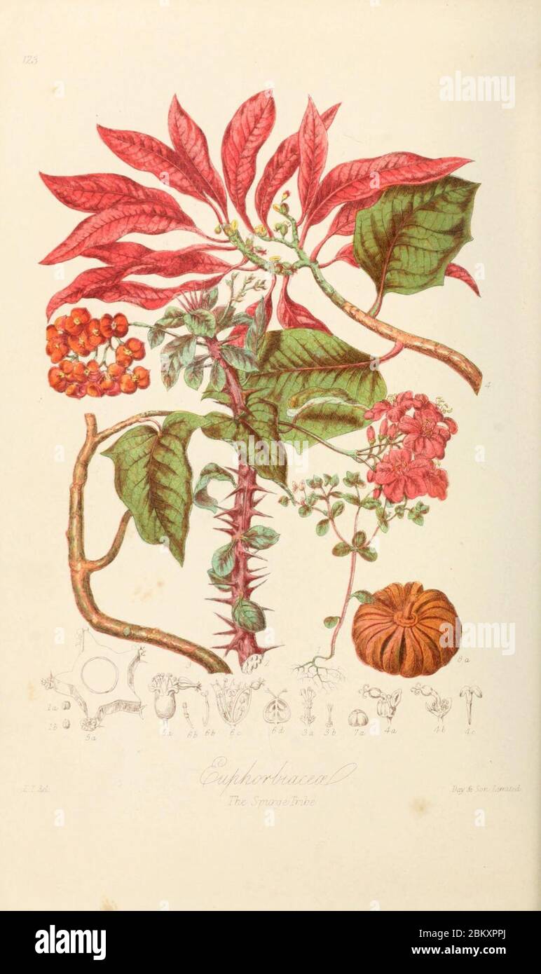 Illustrations of the natural orders of plants with groups and ...