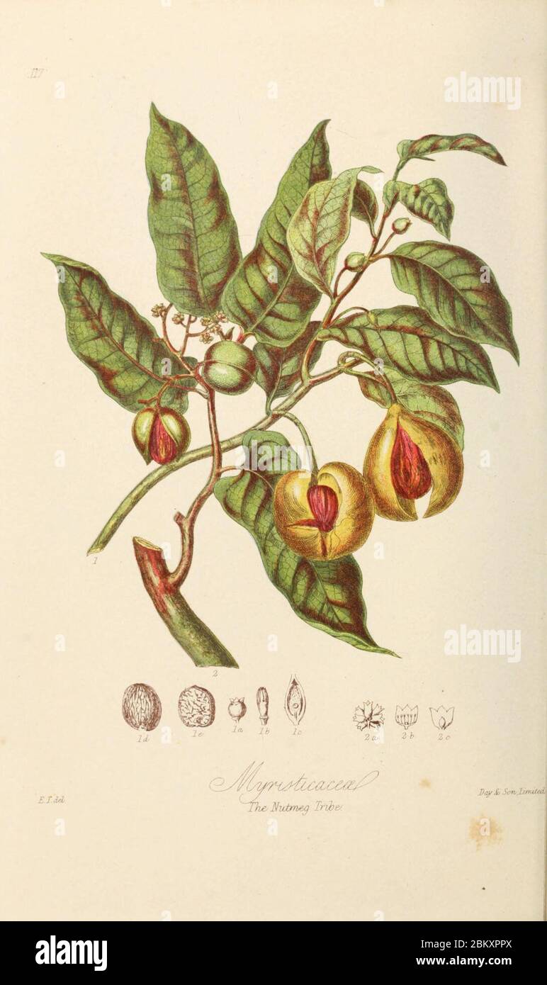 Illustrations of the natural orders of plants with groups and ...