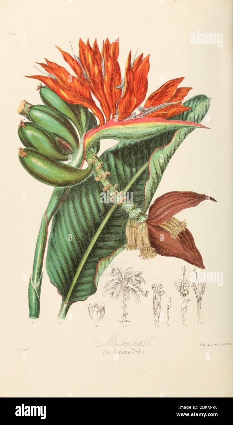 Illustrations of the natural orders of plants with groups and ...