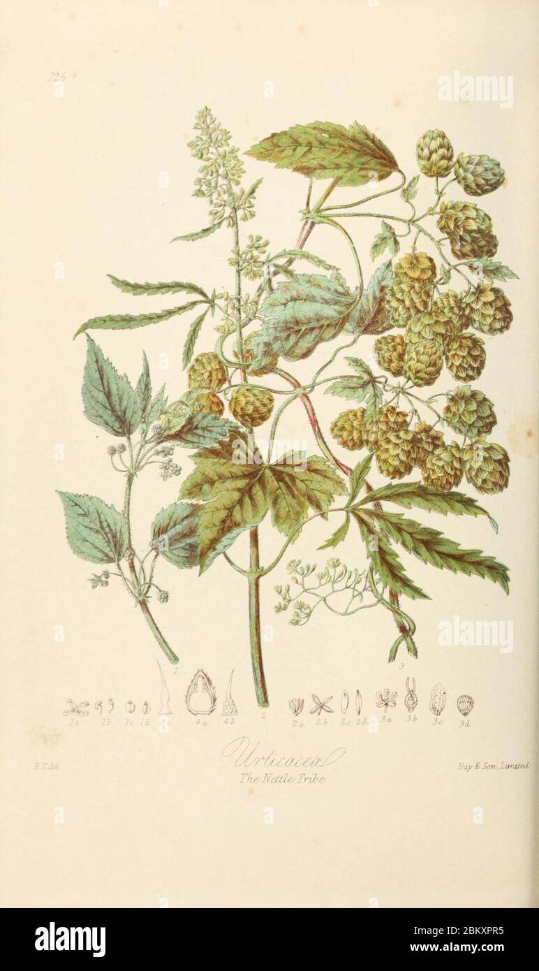 Illustrations of the natural orders of plants with groups and ...