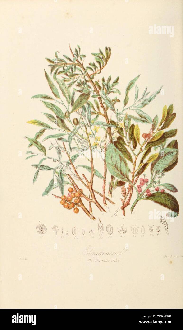 Illustrations of the natural orders of plants with groups and ...