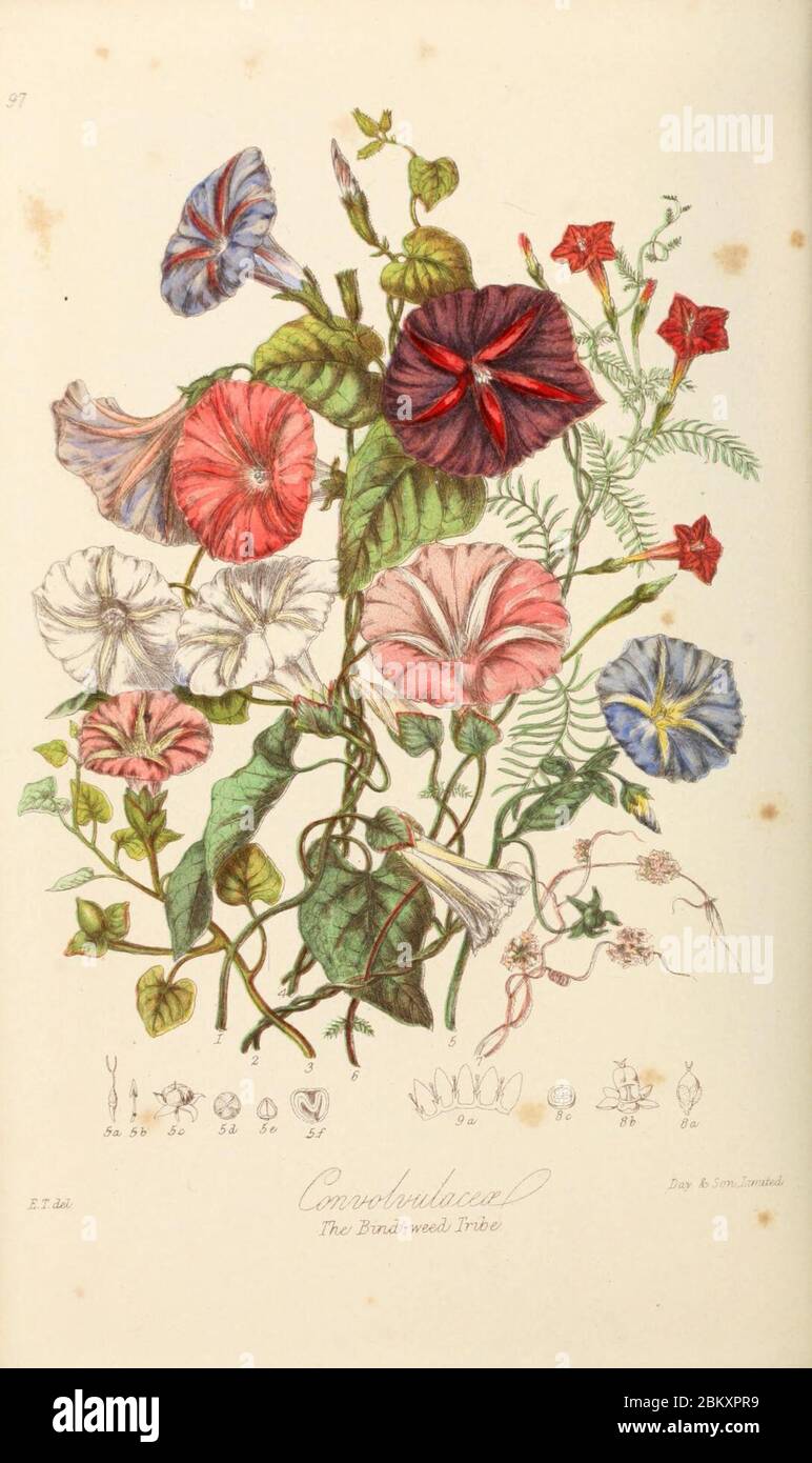 Illustrations of the natural orders of plants with groups and ...
