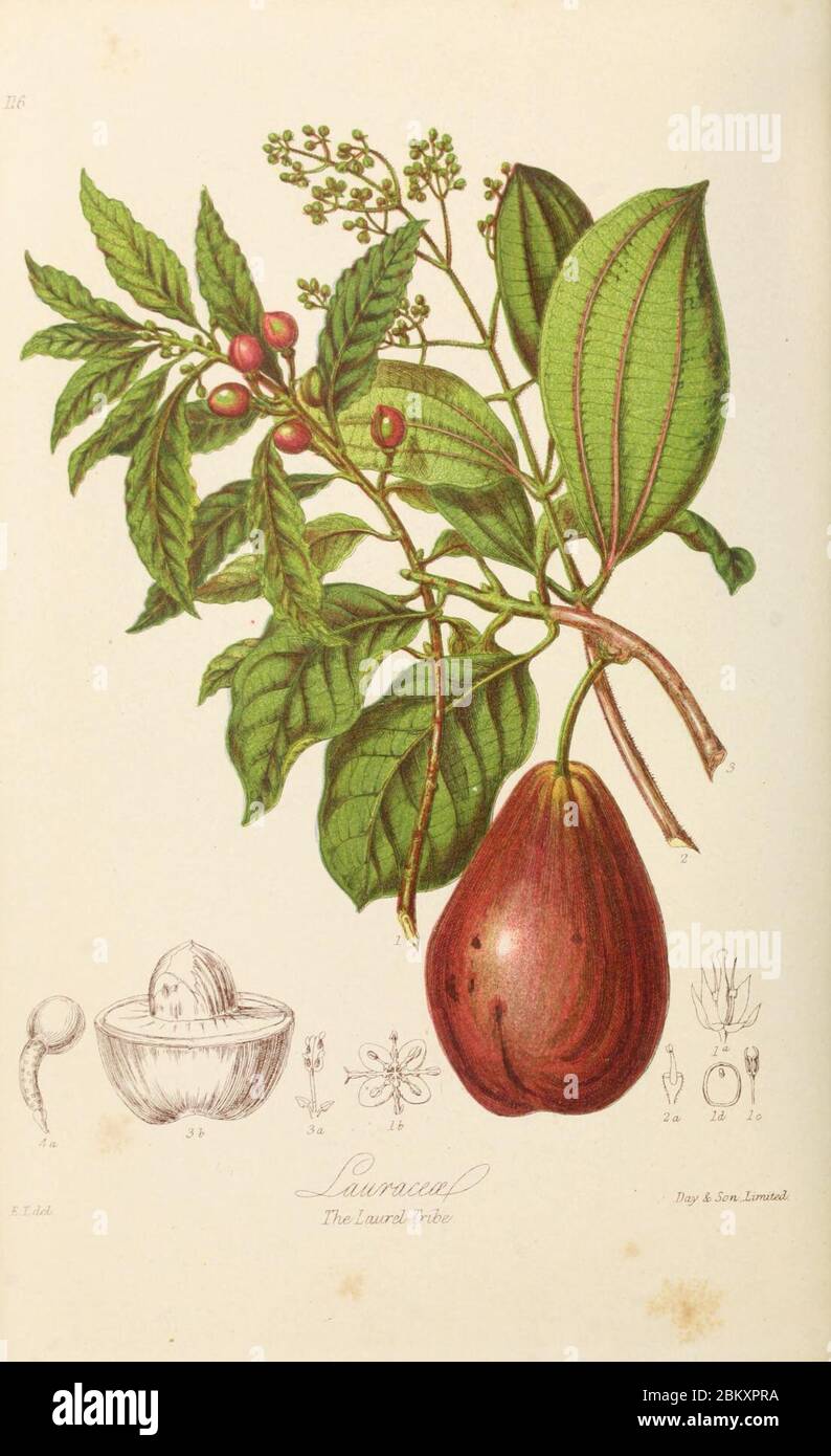 Illustrations of the natural orders of plants with groups and ...