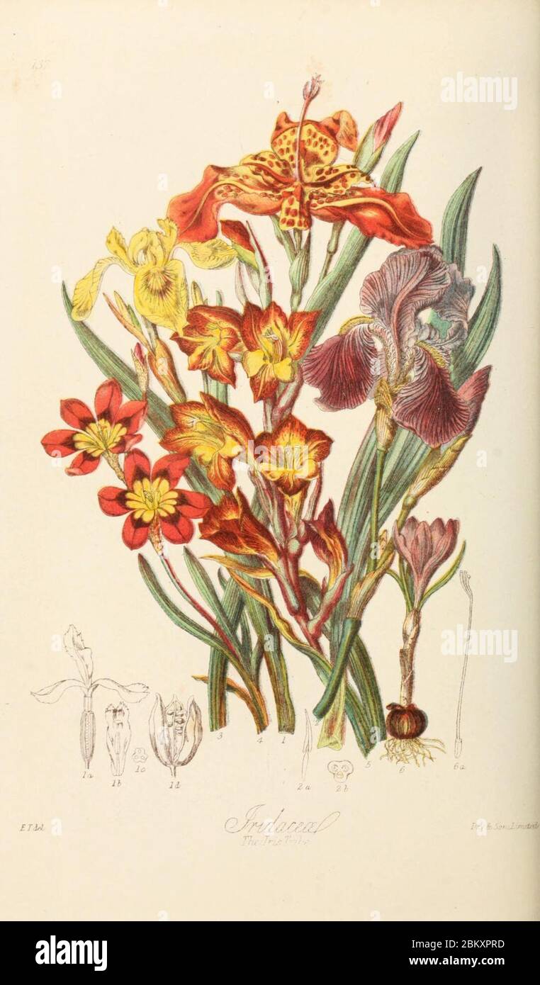 Illustrations of the natural orders of plants with groups and ...