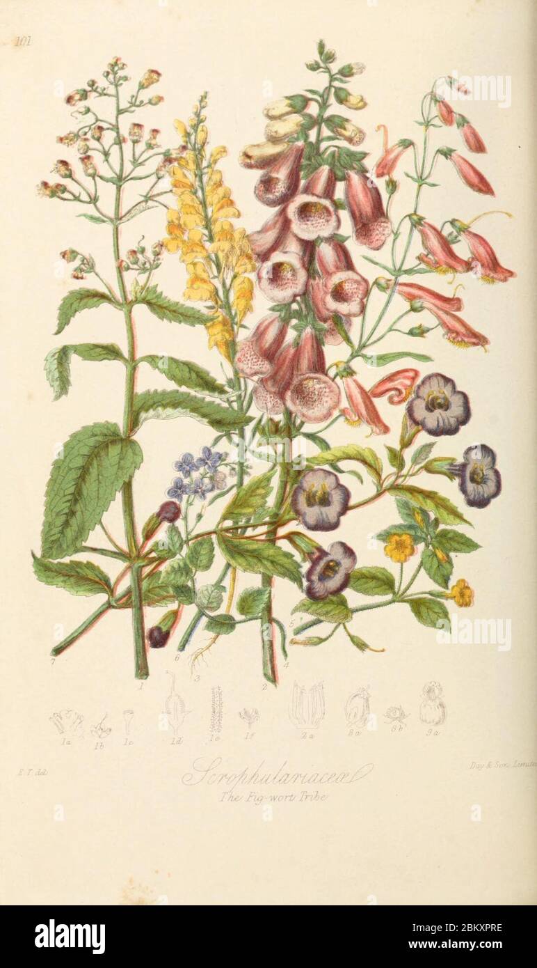 Illustrations of the natural orders of plants with groups and ...