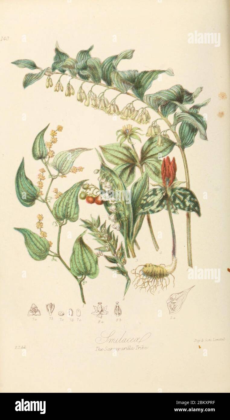 Illustrations of the natural orders of plants with groups and ...