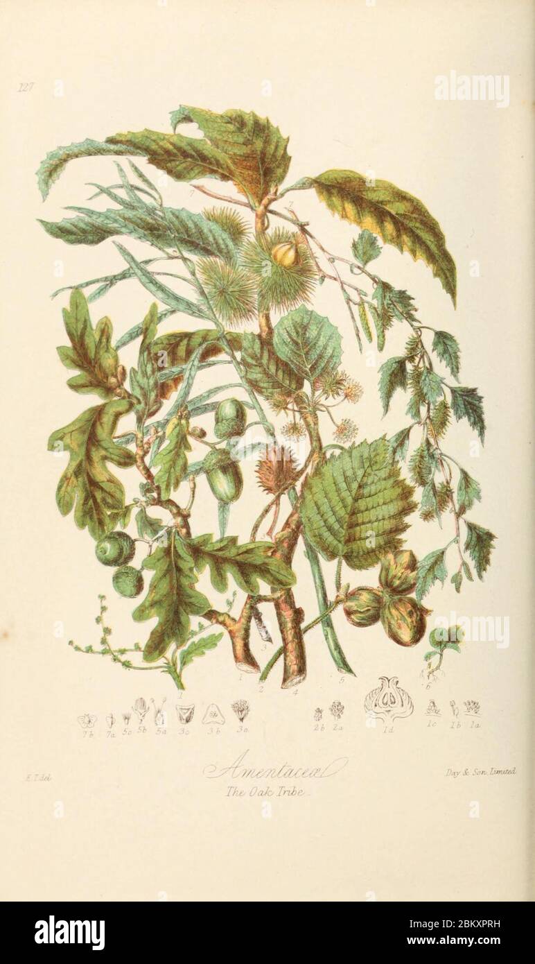 Illustrations of the natural orders of plants with groups and ...