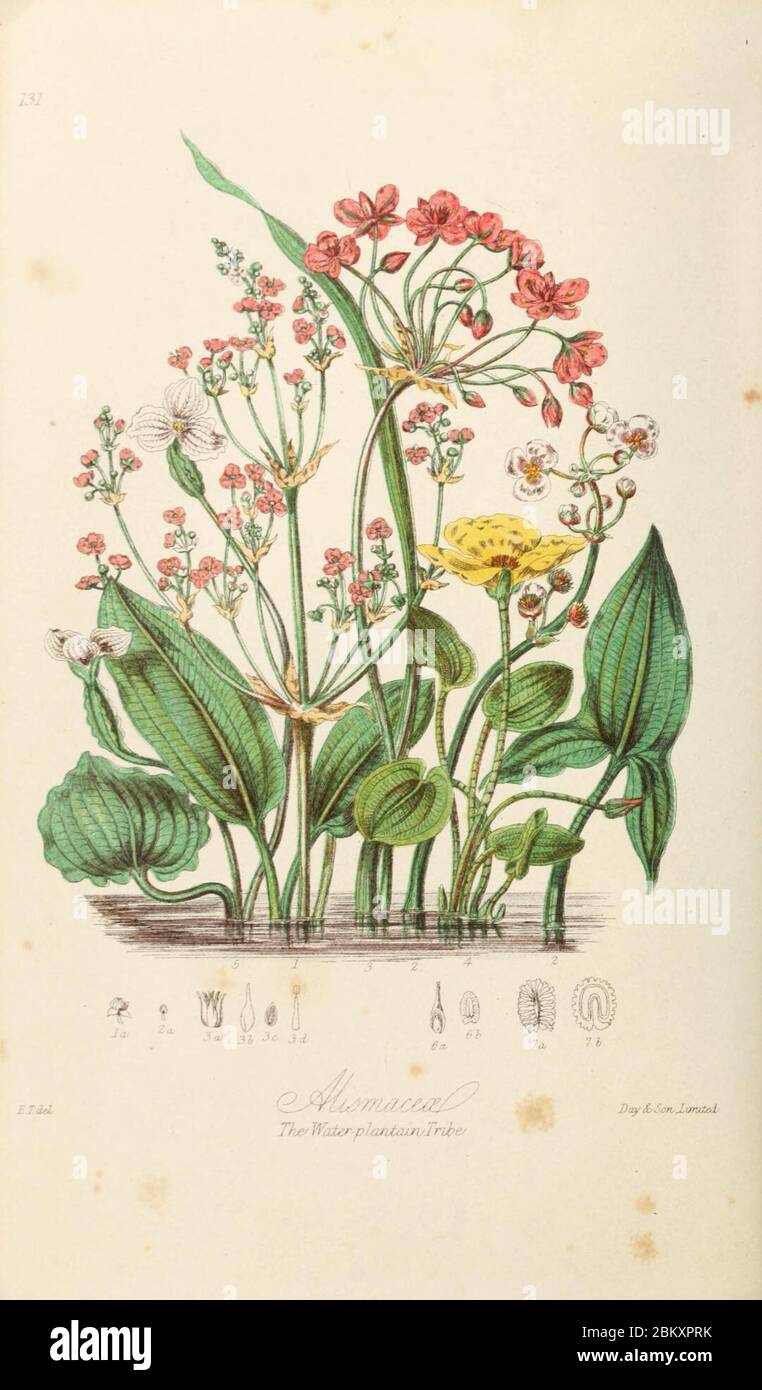 Illustrations of the natural orders of plants with groups and ...