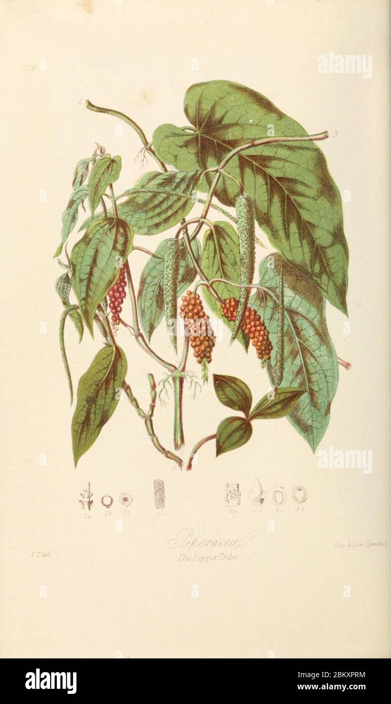 Illustrations of the natural orders of plants with groups and ...