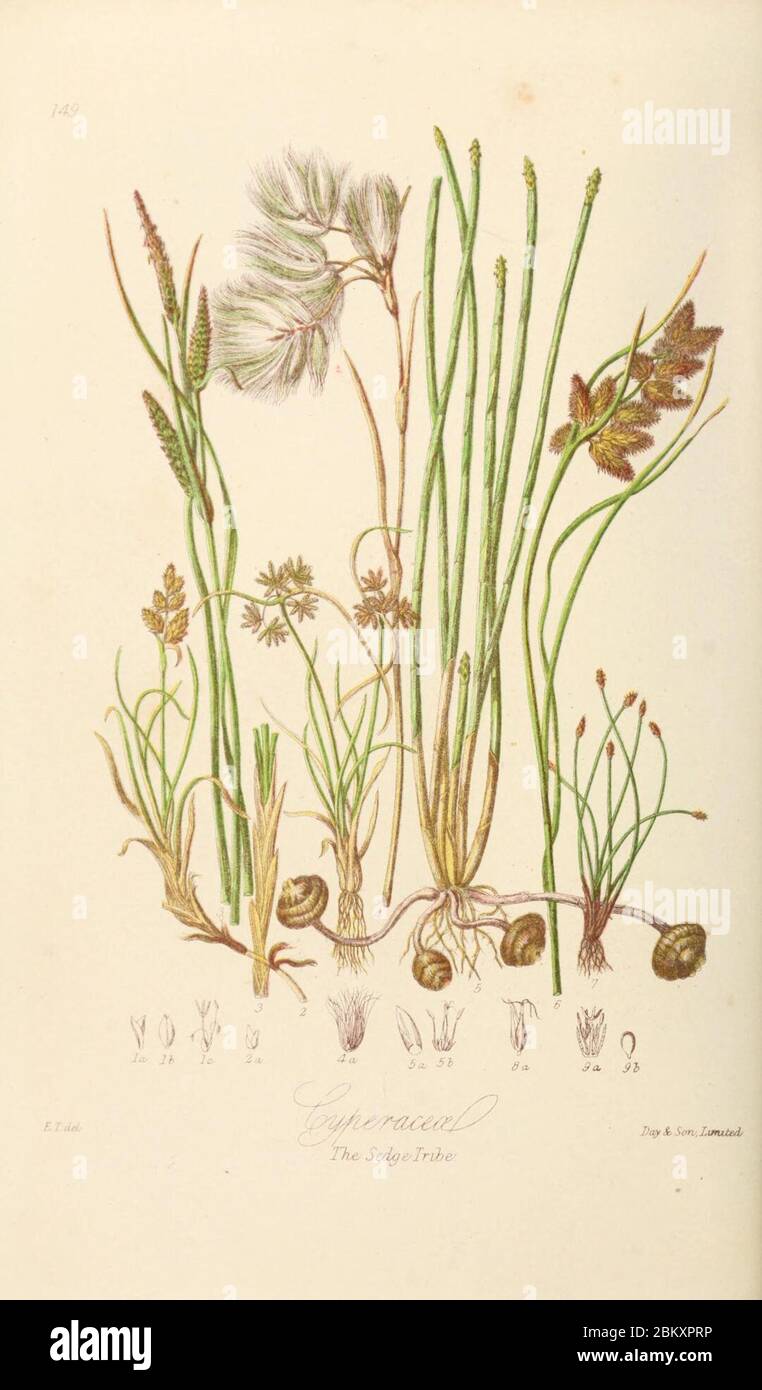 Illustrations of the natural orders of plants with groups and ...
