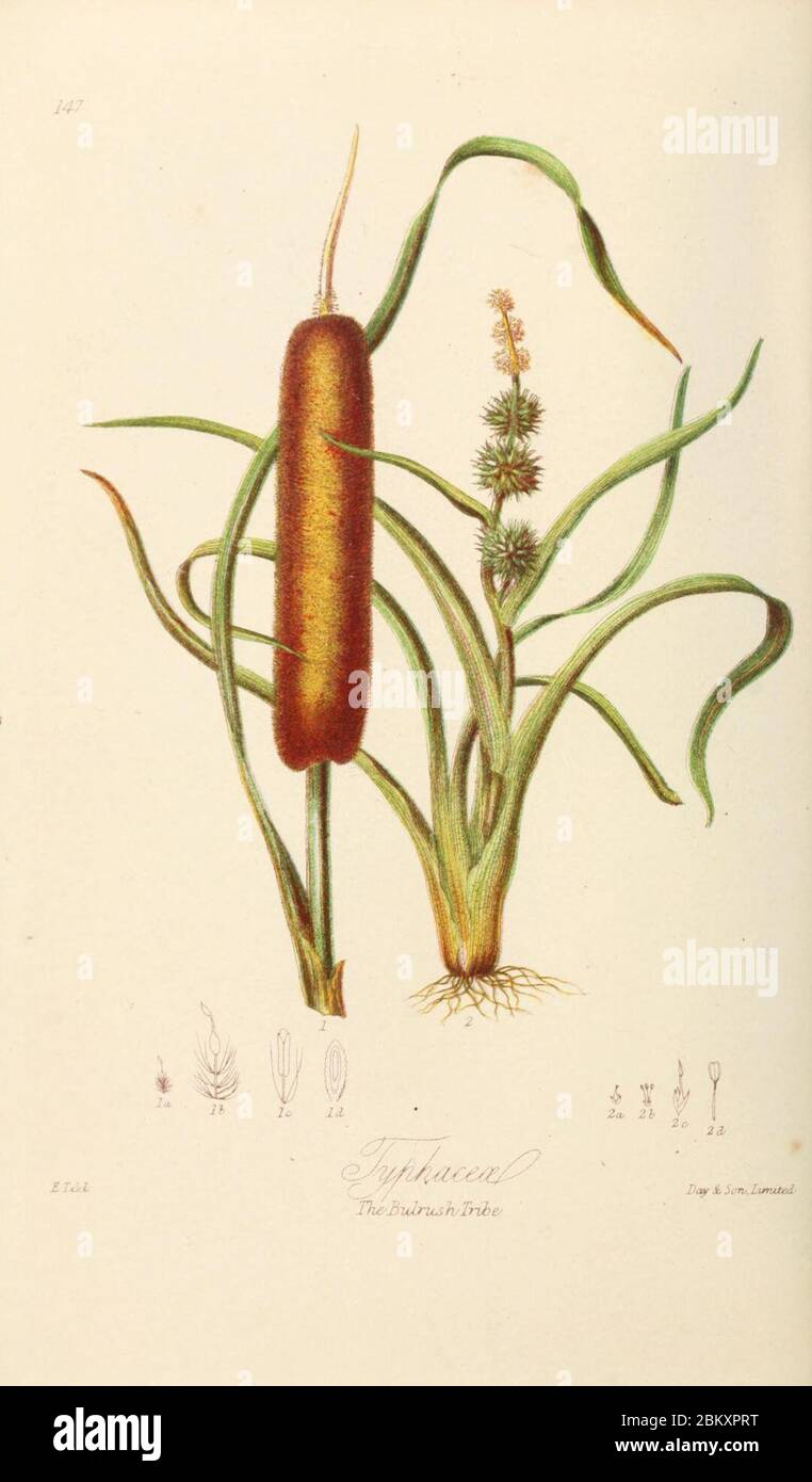 Illustrations of the natural orders of plants with groups and ...