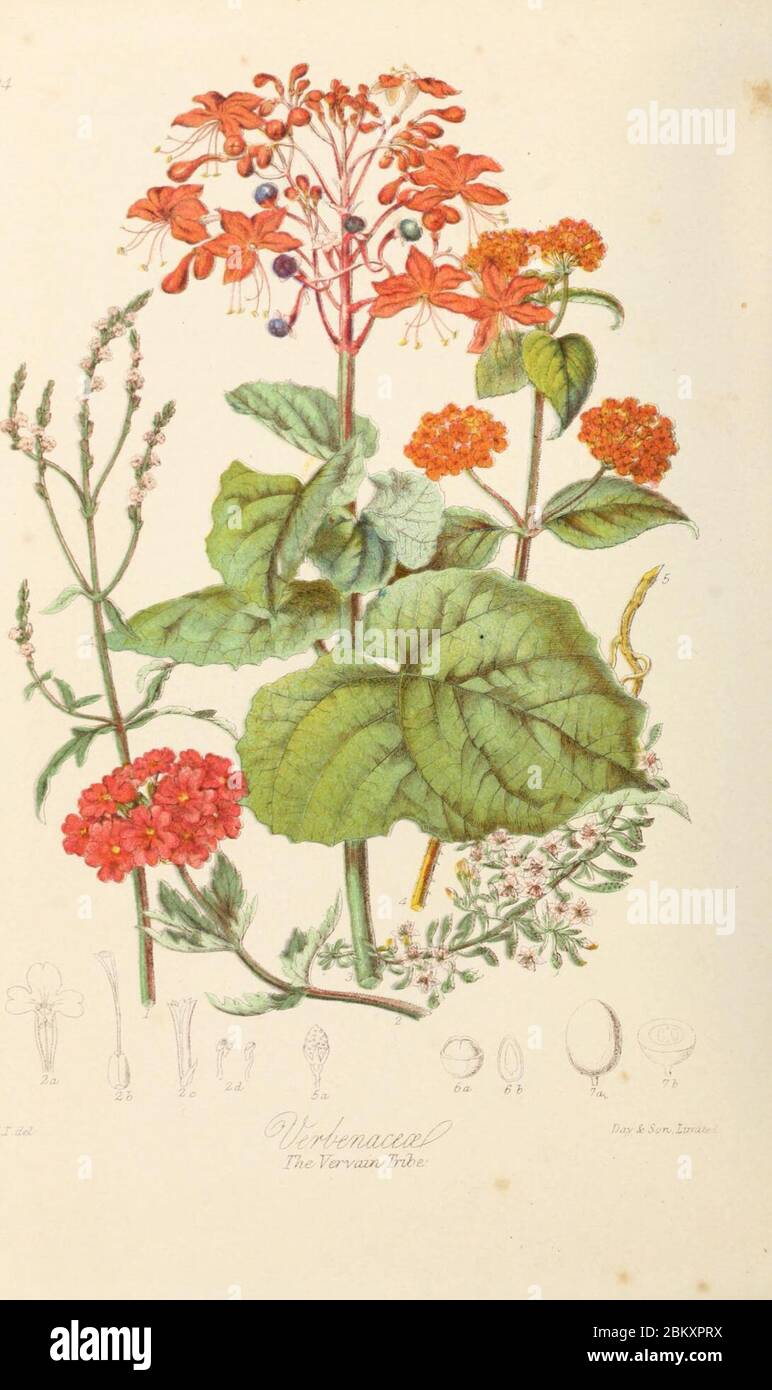 Illustrations of the natural orders of plants with groups and ...