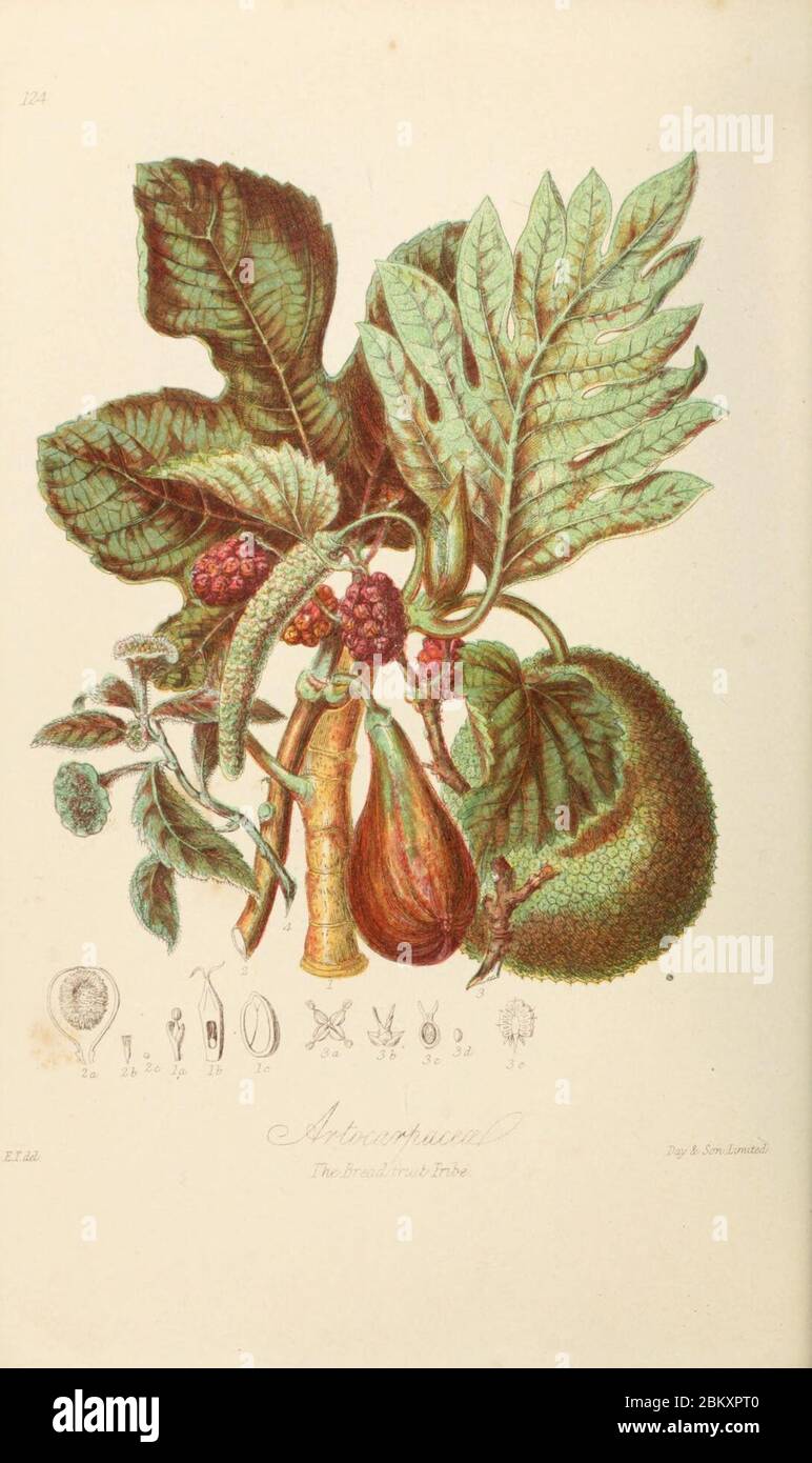 Illustrations of the natural orders of plants with groups and ...