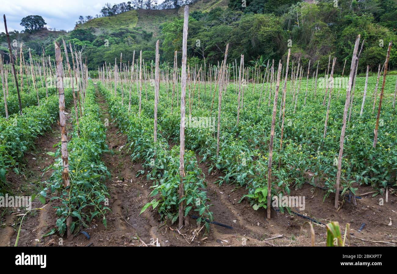 dramatic image of farm and agriculture fields in the high country of ...