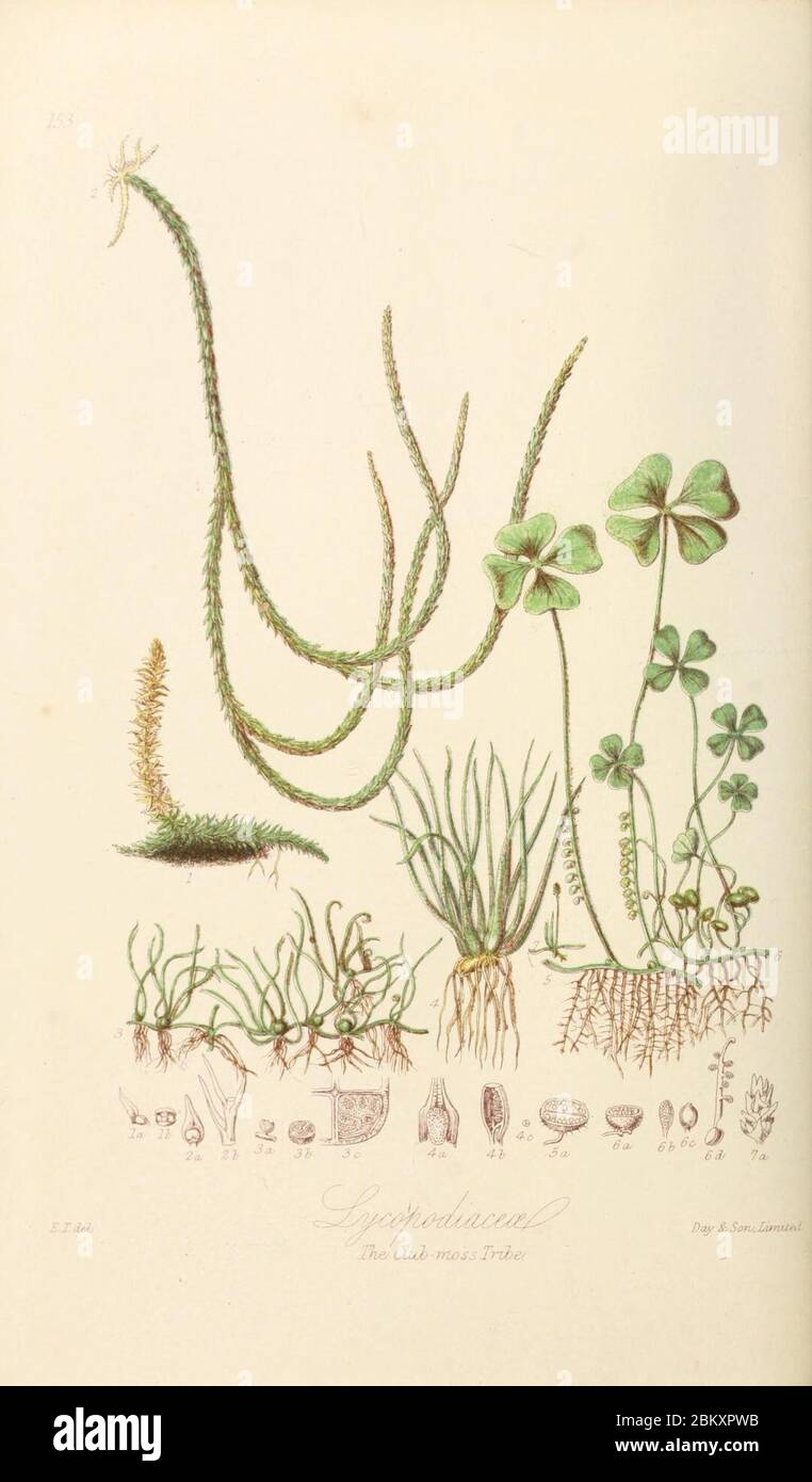 Illustrations of the natural orders of plants with groups and ...