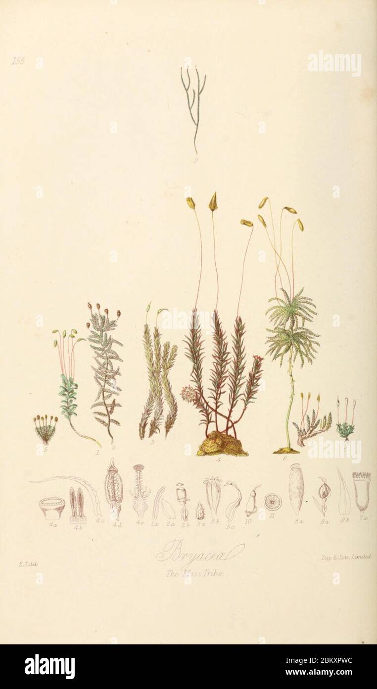 Illustrations of the natural orders of plants with groups and ...