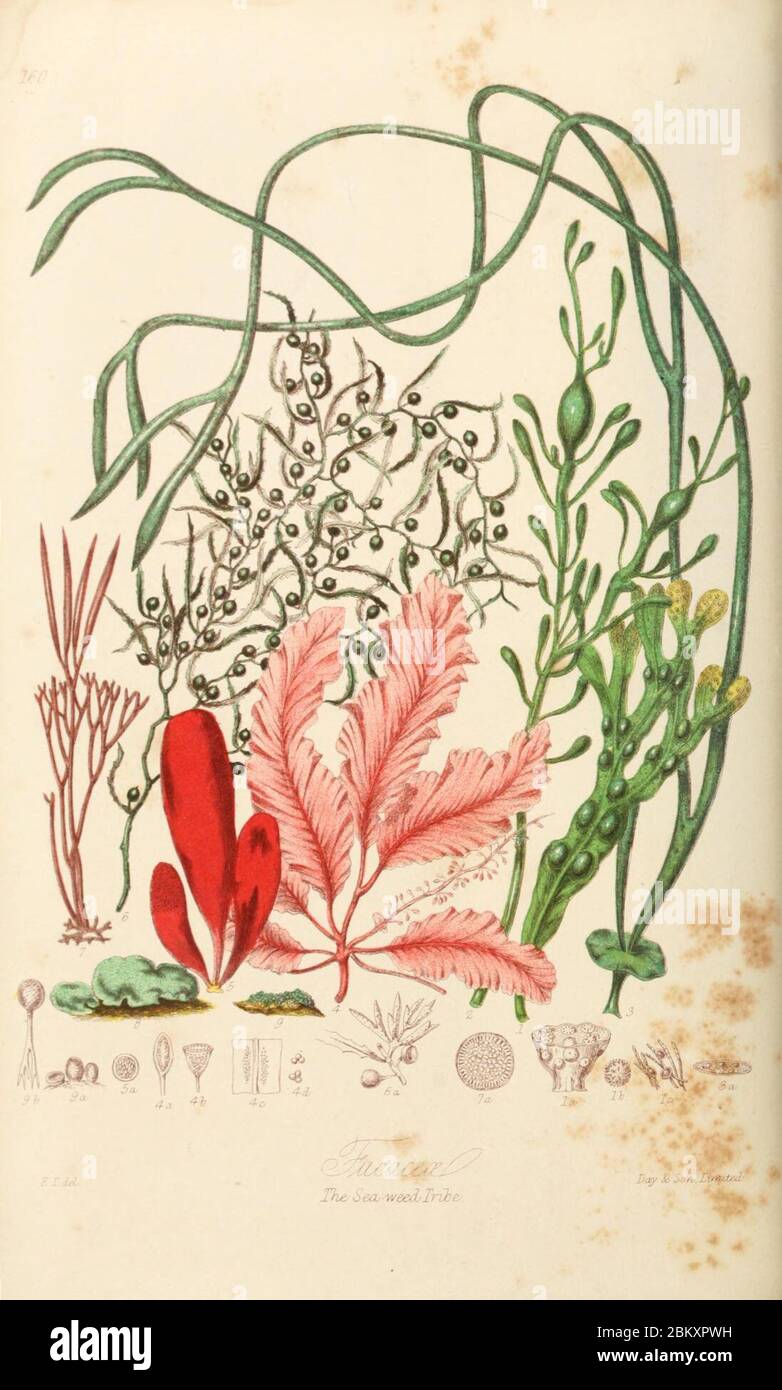 Illustrations of the natural orders of plants with groups and ...