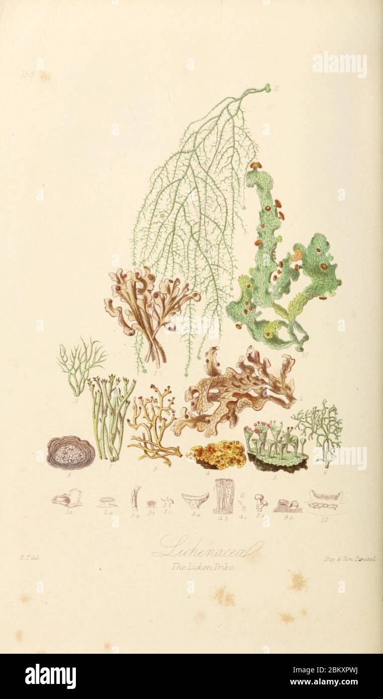 Illustrations of the natural orders of plants with groups and ...