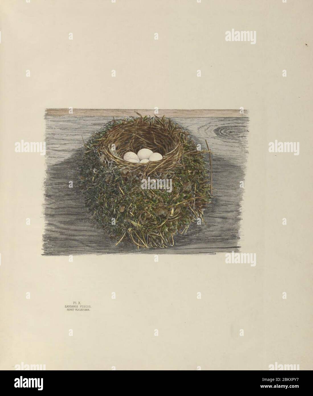 Illustrations of the nests and eggs of birds of Ohio (Pl. X Stock Photo ...
