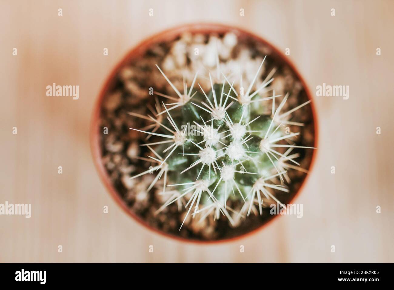 Mexican cactus in the pot, plant in Mexico mexican culture Stock Photo ...