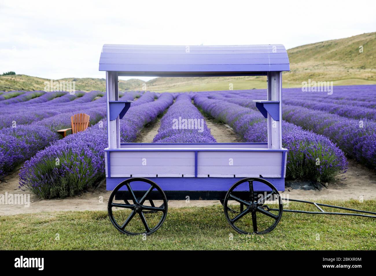 Flower cart at a lavender field Stock Photo - Alamy