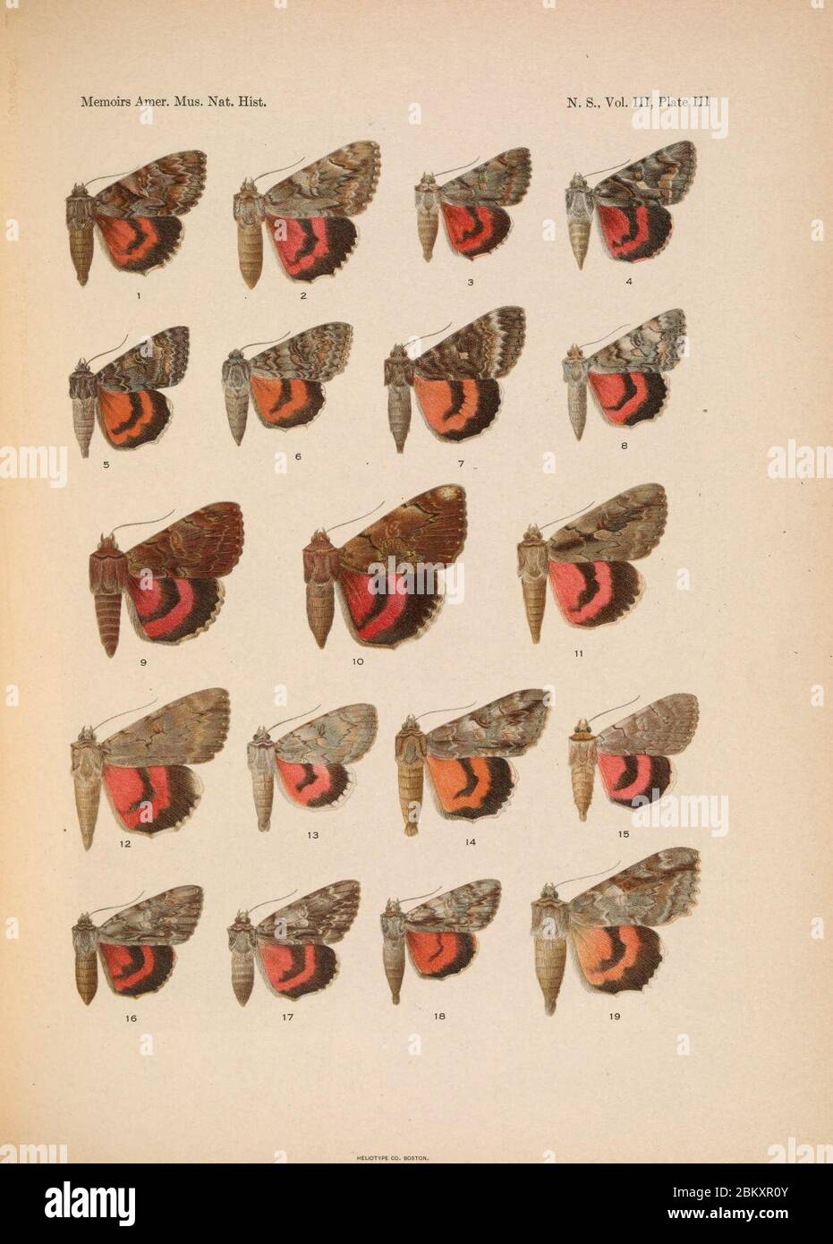 Illustrations of the North American species of the genus Catocala (N. S ...