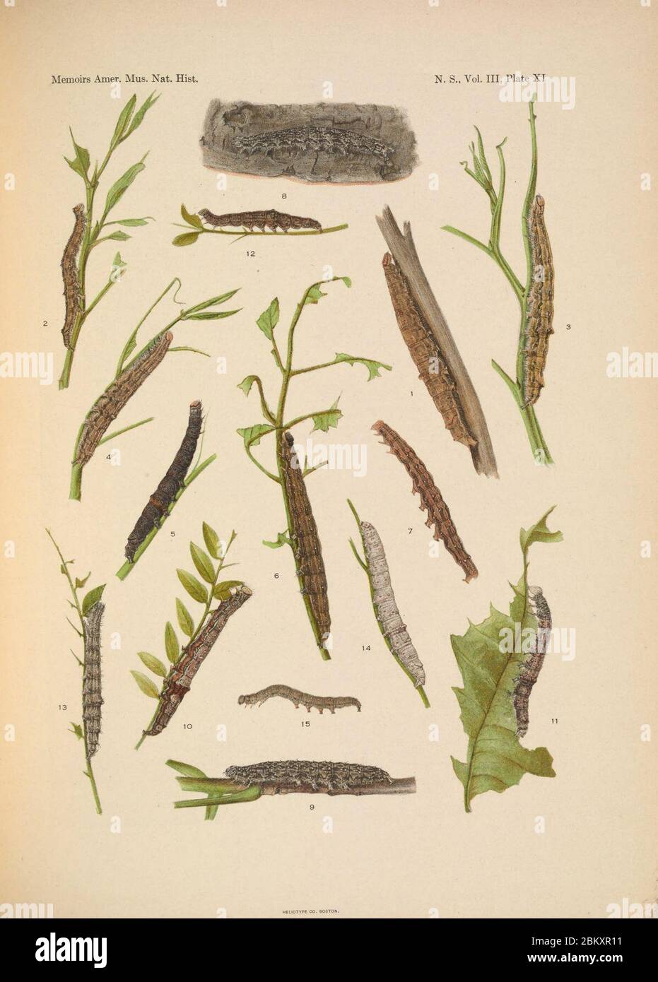 Illustrations of the North American species of the genus Catocala (N. S ...