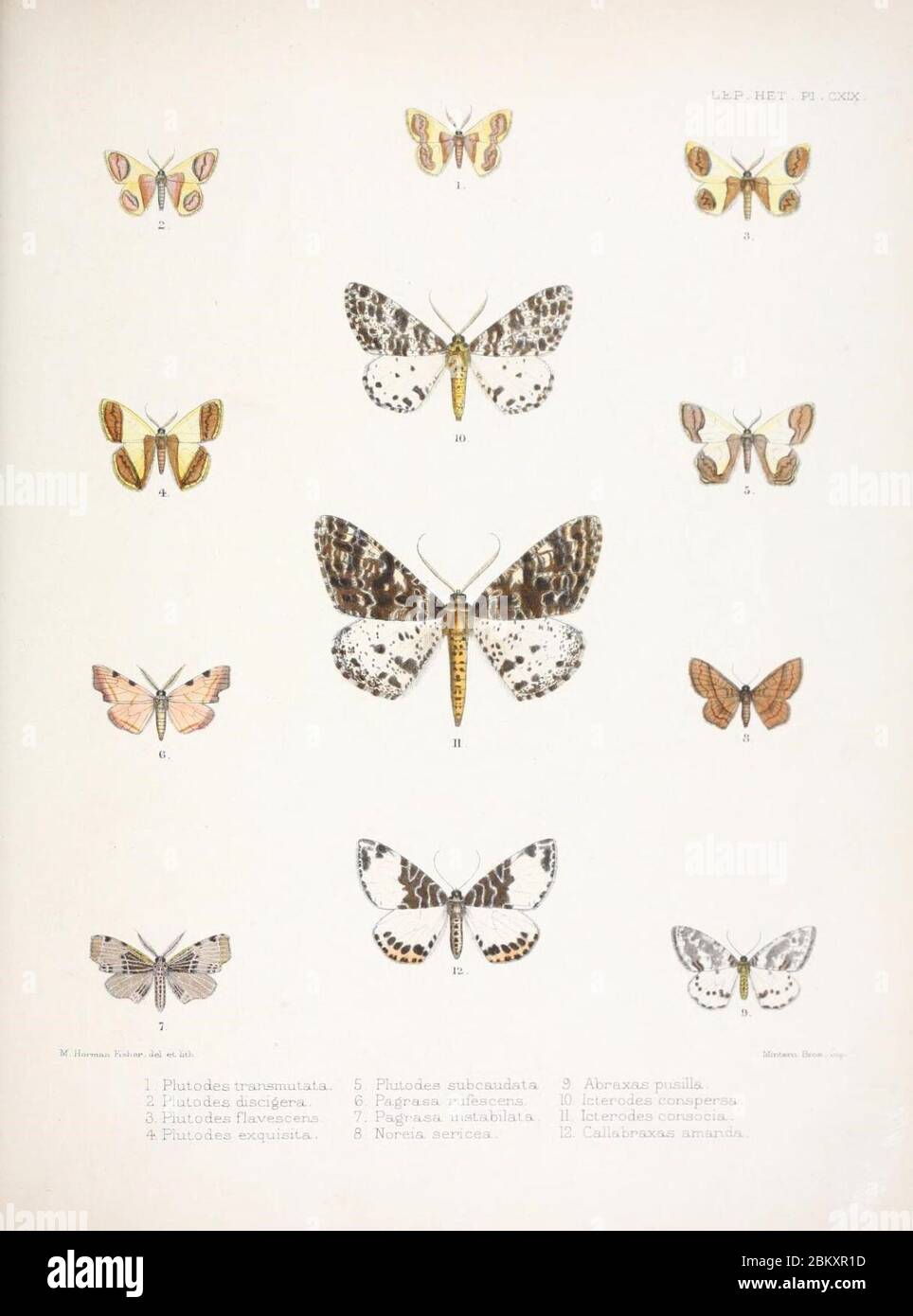 Illustrations of typical specimens of Lepidoptera Heterocera Stock ...